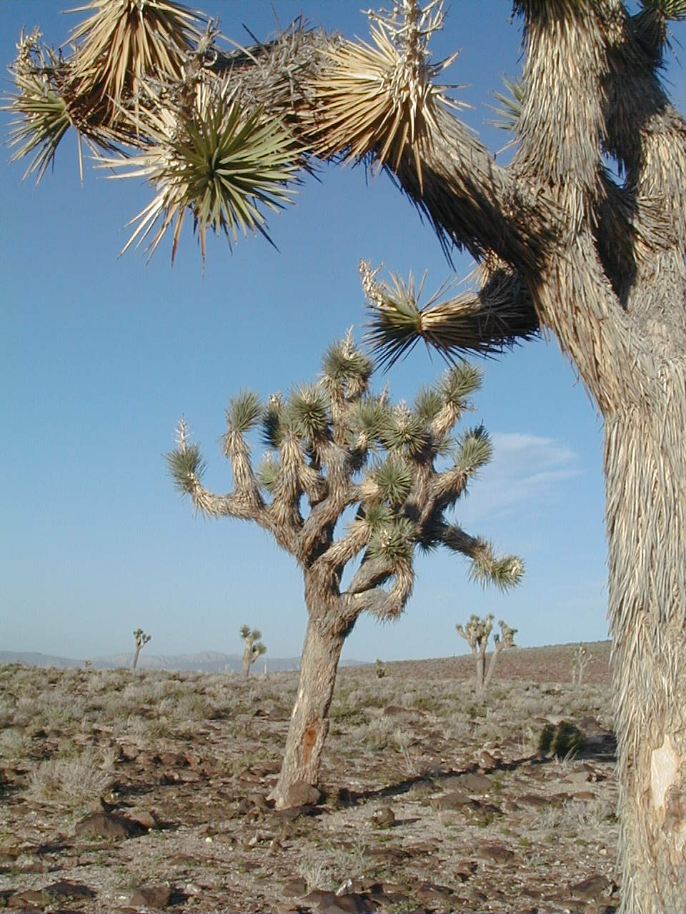 Quintessential California Tours - California Destinations - Desert